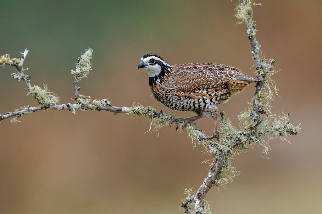 AGFC offers log book to keep tabs on quail population
