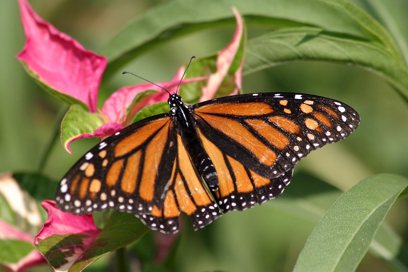 The monarchs are here, so make them feel welcome