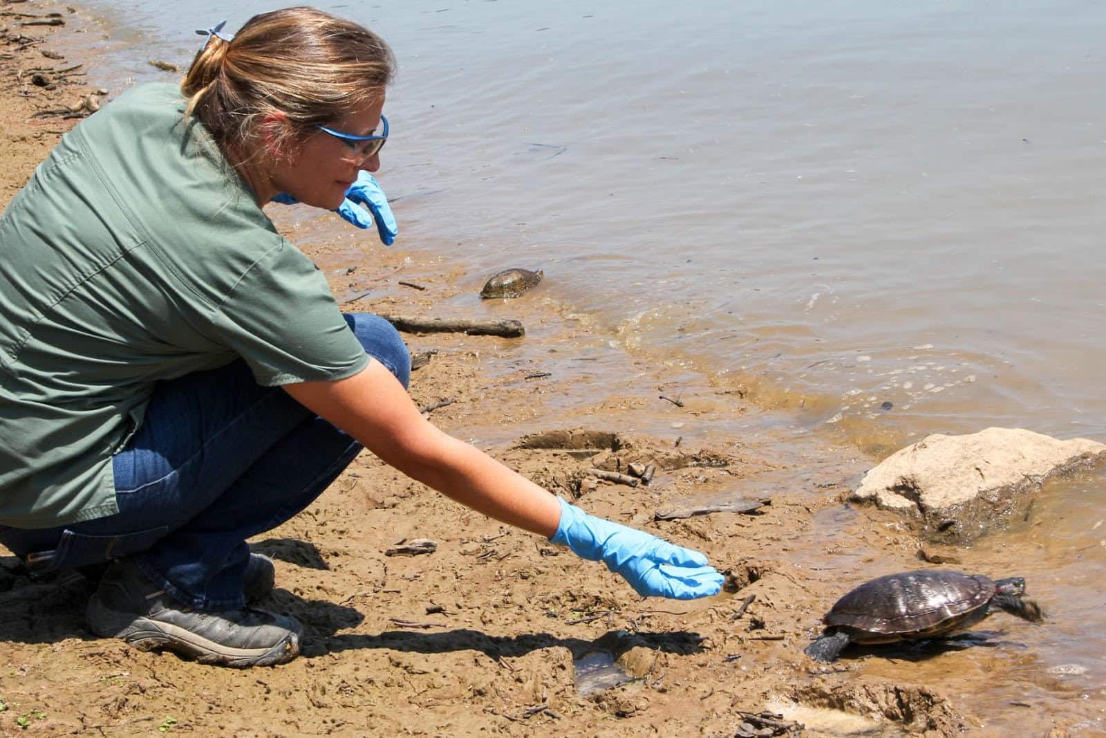 Rehabilitated wildlife released in Ouachita River for Independence Day