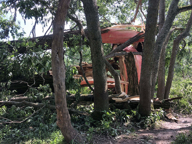 Economic impact of Arkansas timber damage from May tornadoes estimated ...