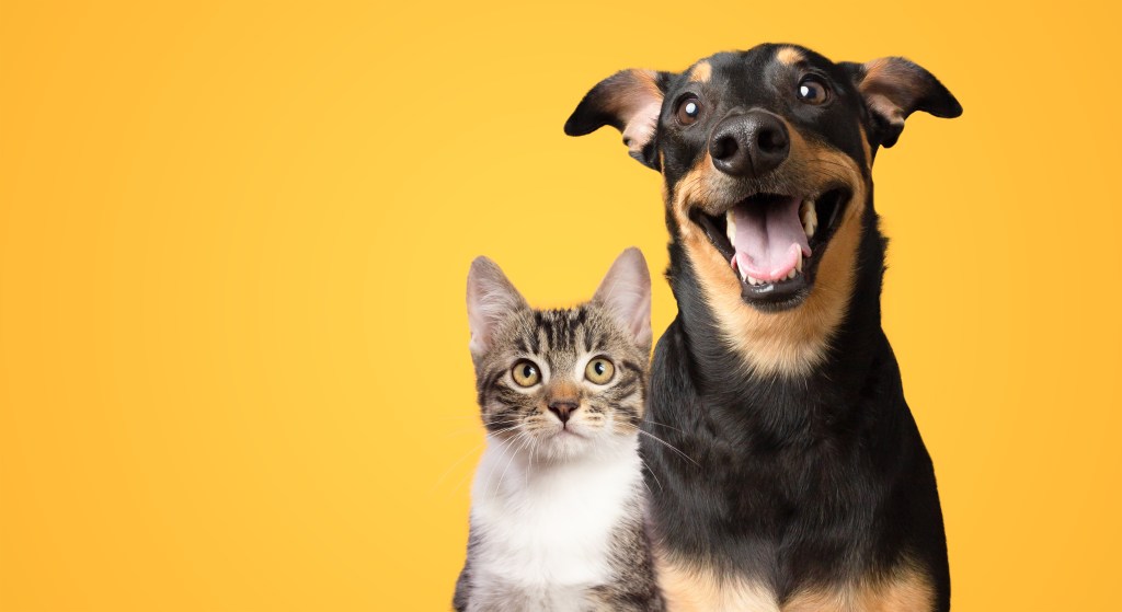 Local Humane Society participating in Empty the Shelter event through ...