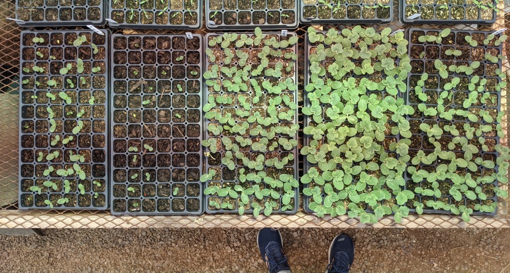 Study: Food waste compost less effective than potting mix alone